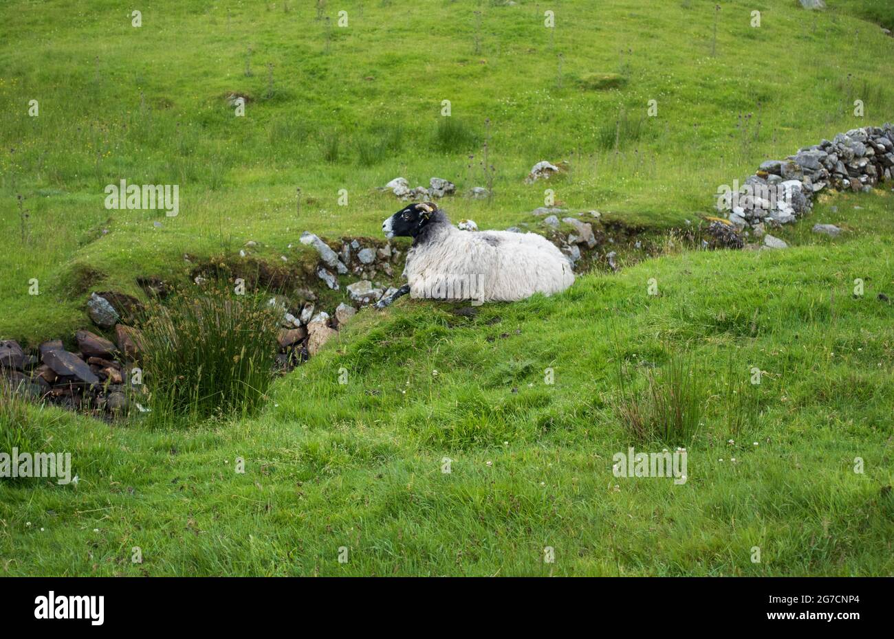 Sheep laying on the grass in Lergadaghtan mountains; Co; Donegal ...