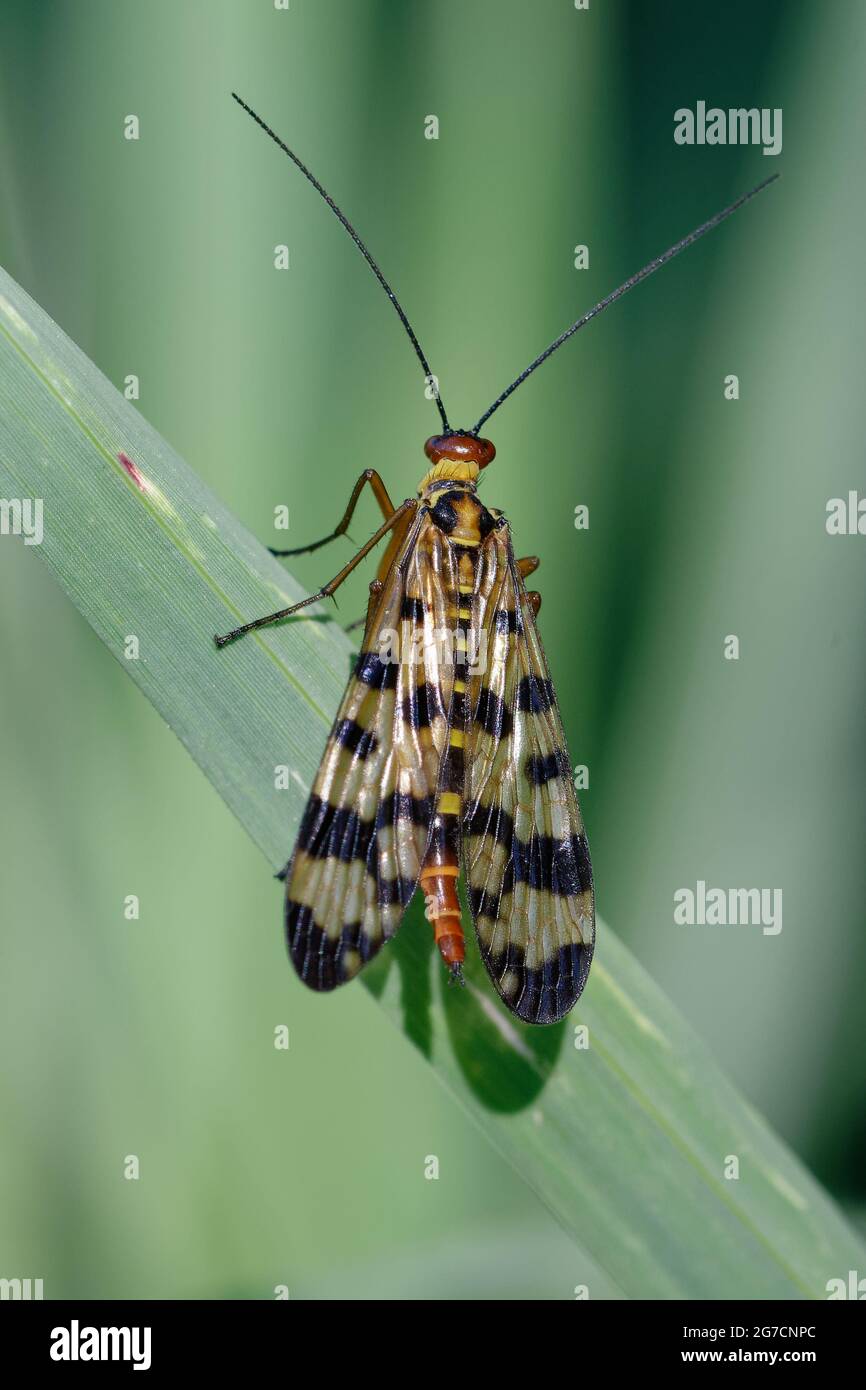 Female Scorpion-fly (Panorpa meridionalis) on a leaf Stock Photo - Alamy