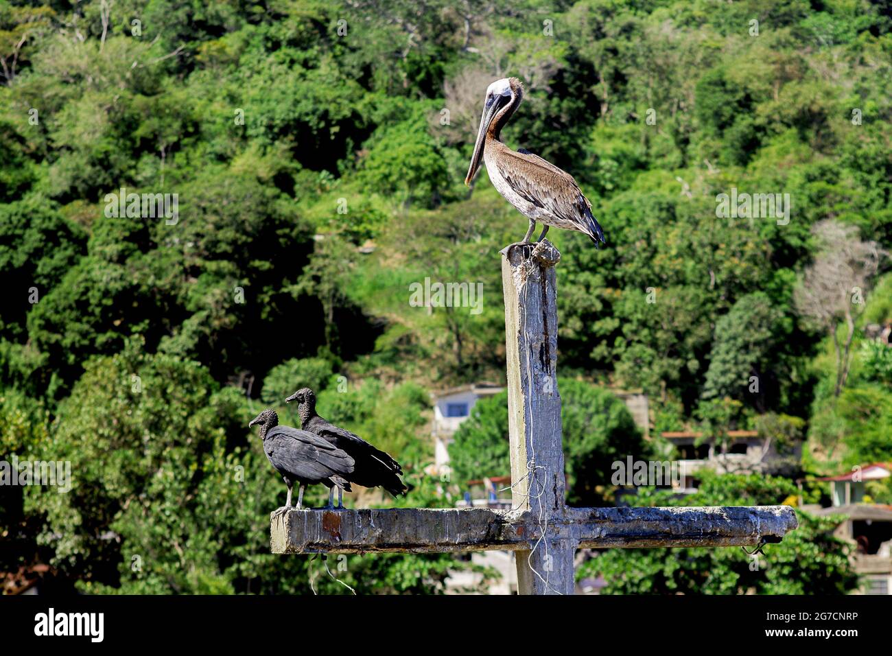 Bird on a cross hi-res stock photography and images - Alamy