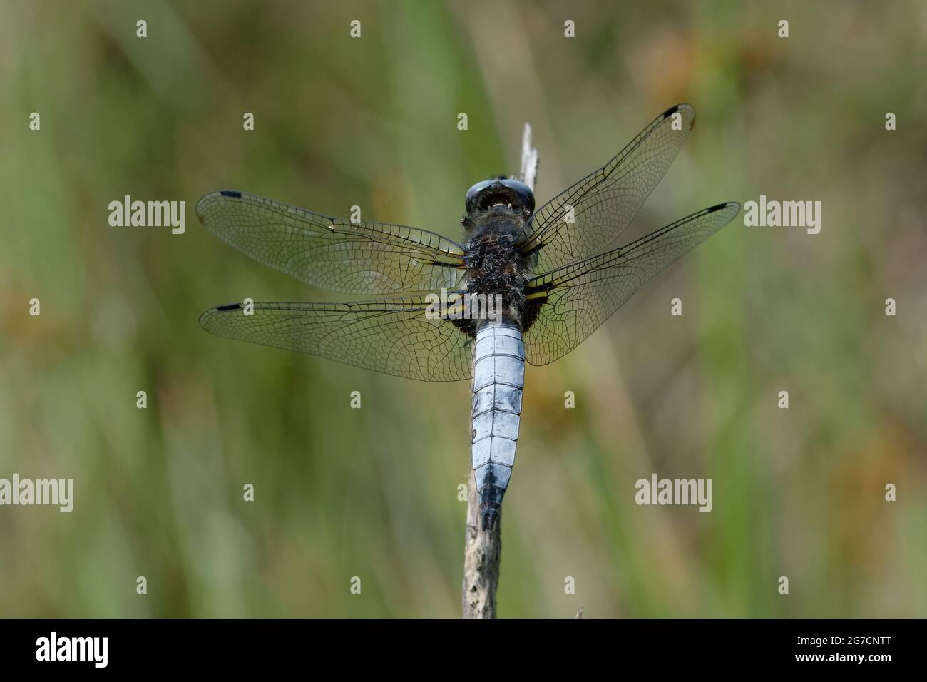 Male Scarce chaser (Libellula fulva Stock Photo - Alamy