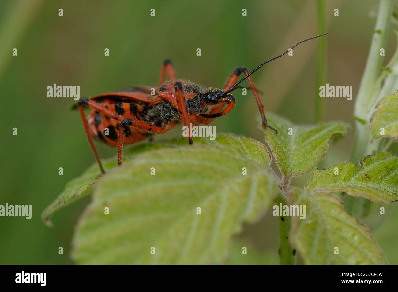 Thread Legged Bug High Resolution Stock Photography and Images - Alamy