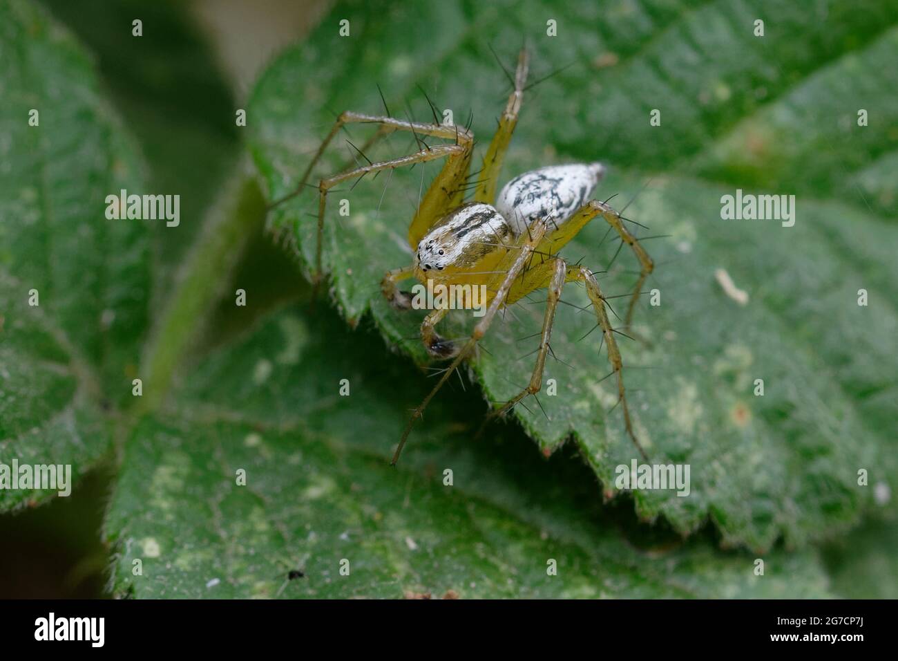 Lynx spider (Oxyopes lineatus) on a leave Stock Photo - Alamy