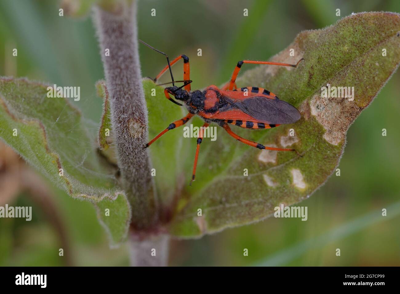 Assassin thread-legged bug (Rhynocoris iracundus Stock Photo - Alamy