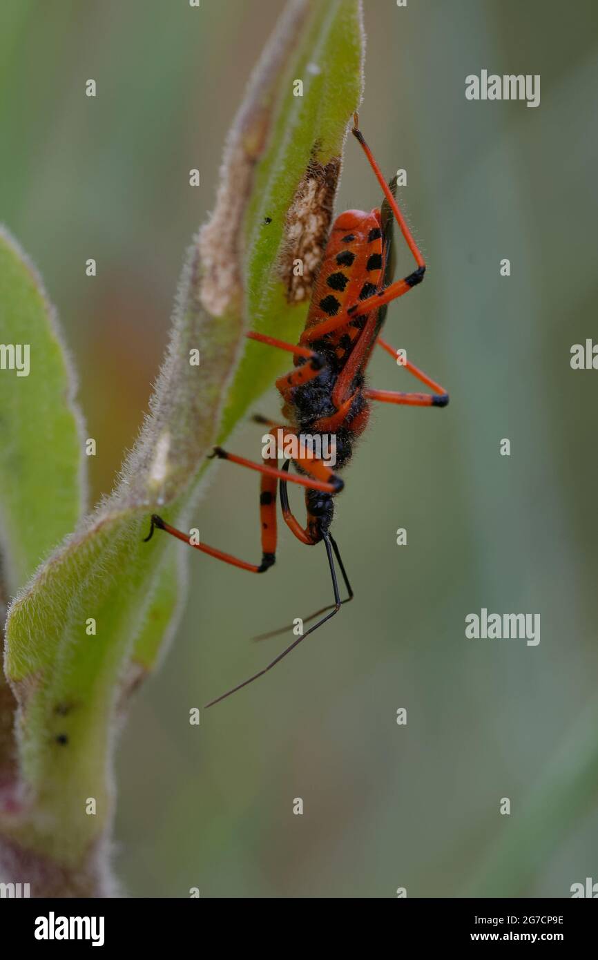 Assassin bug rhynocoris iracundus hi-res stock photography and images ...