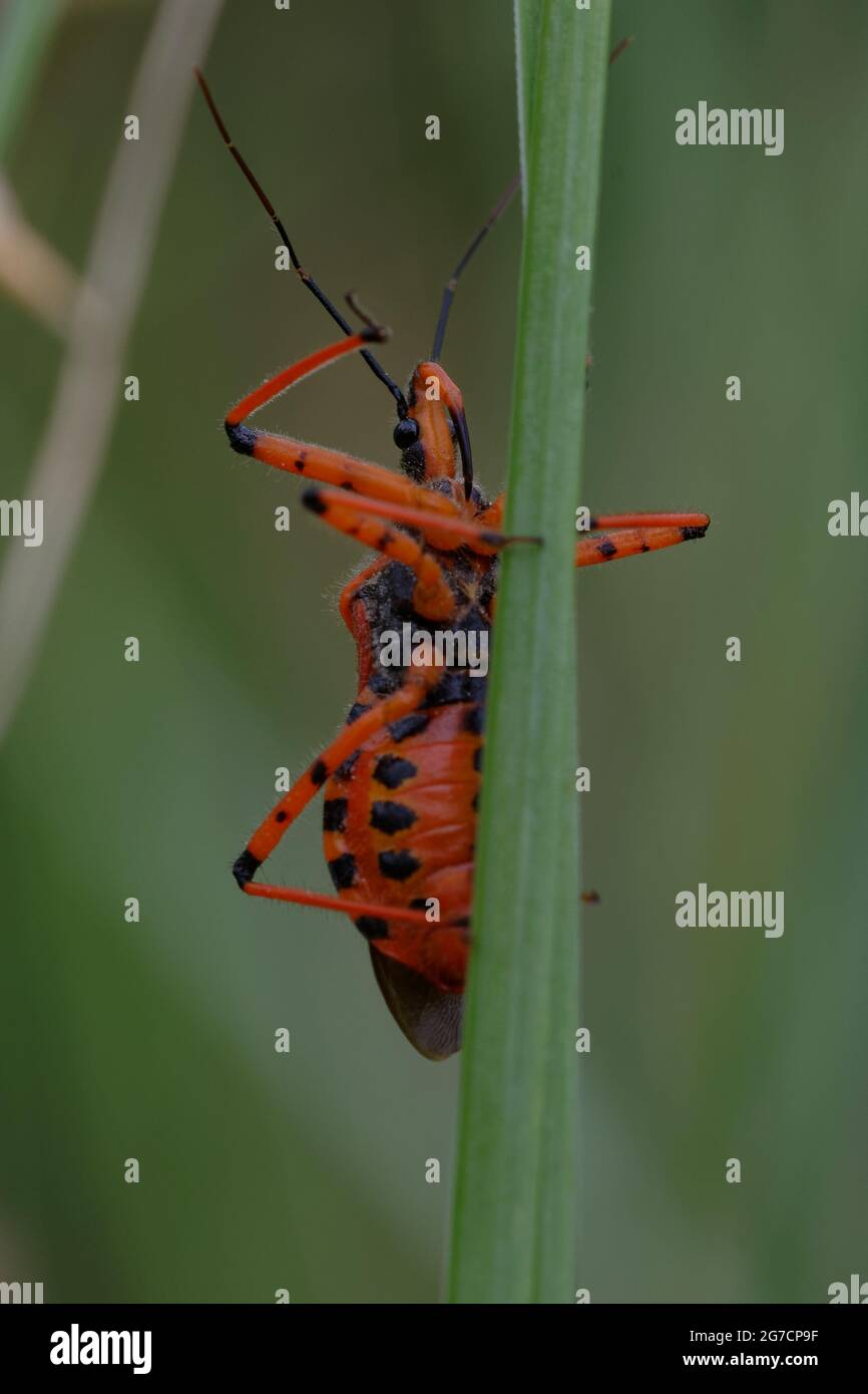 Thread legged bug hi-res stock photography and images - Alamy