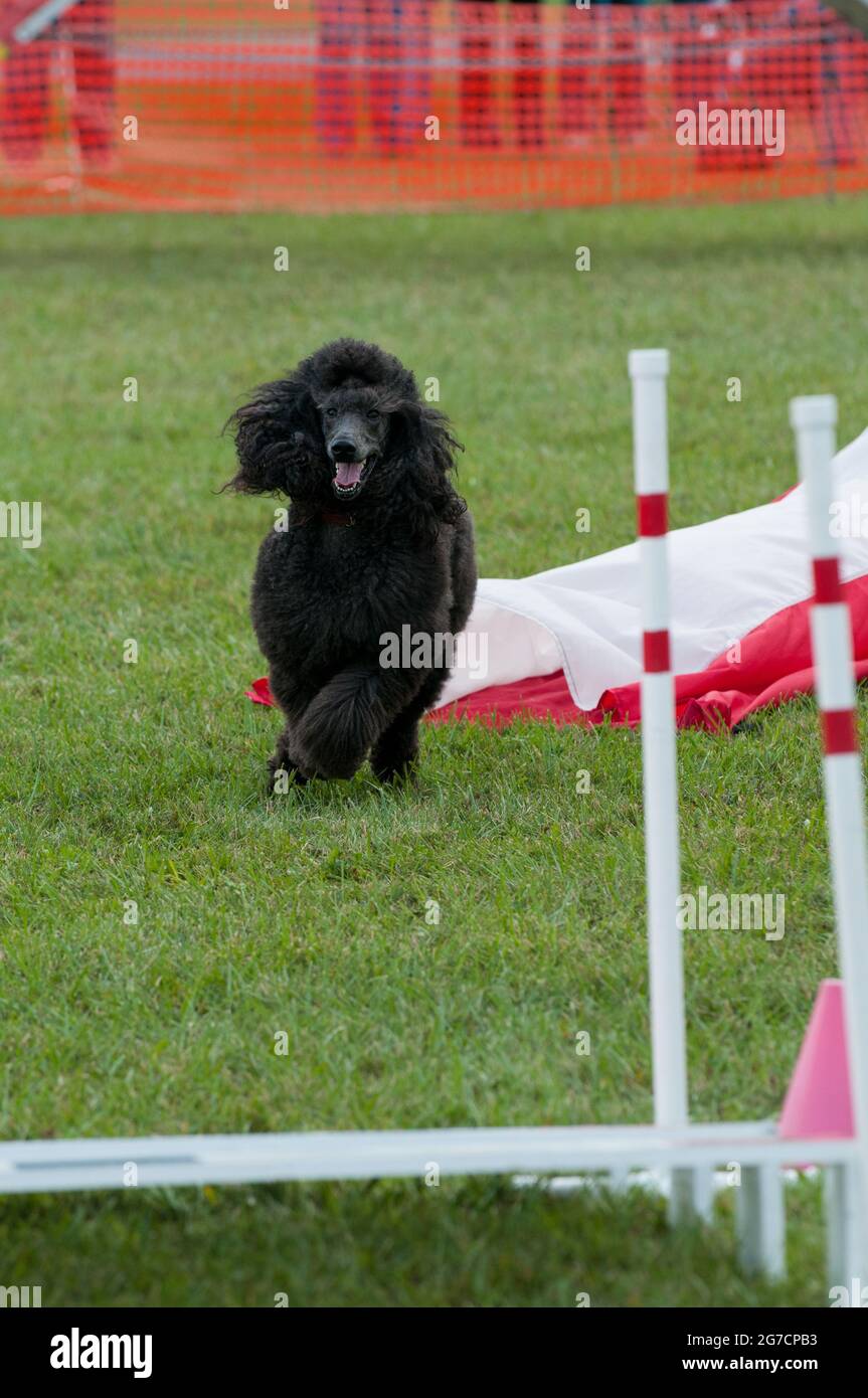 Standard Poodle at dog show agility competition Stock Photo - Alamy