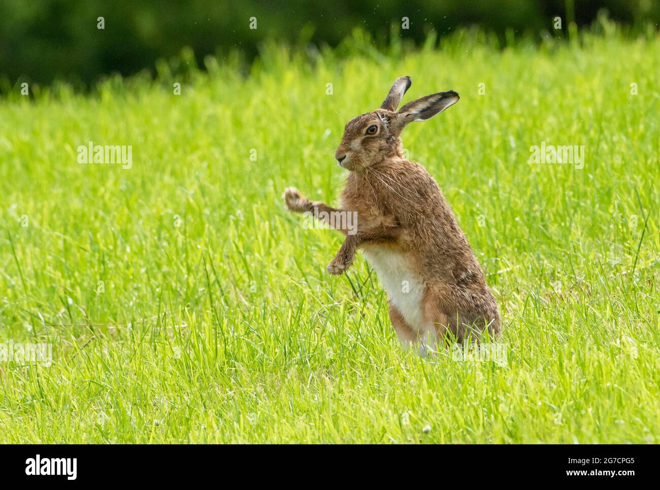 Whitewell, Clitheroe, Lancashire, UK. 13th July, 2021. A brown hare ...