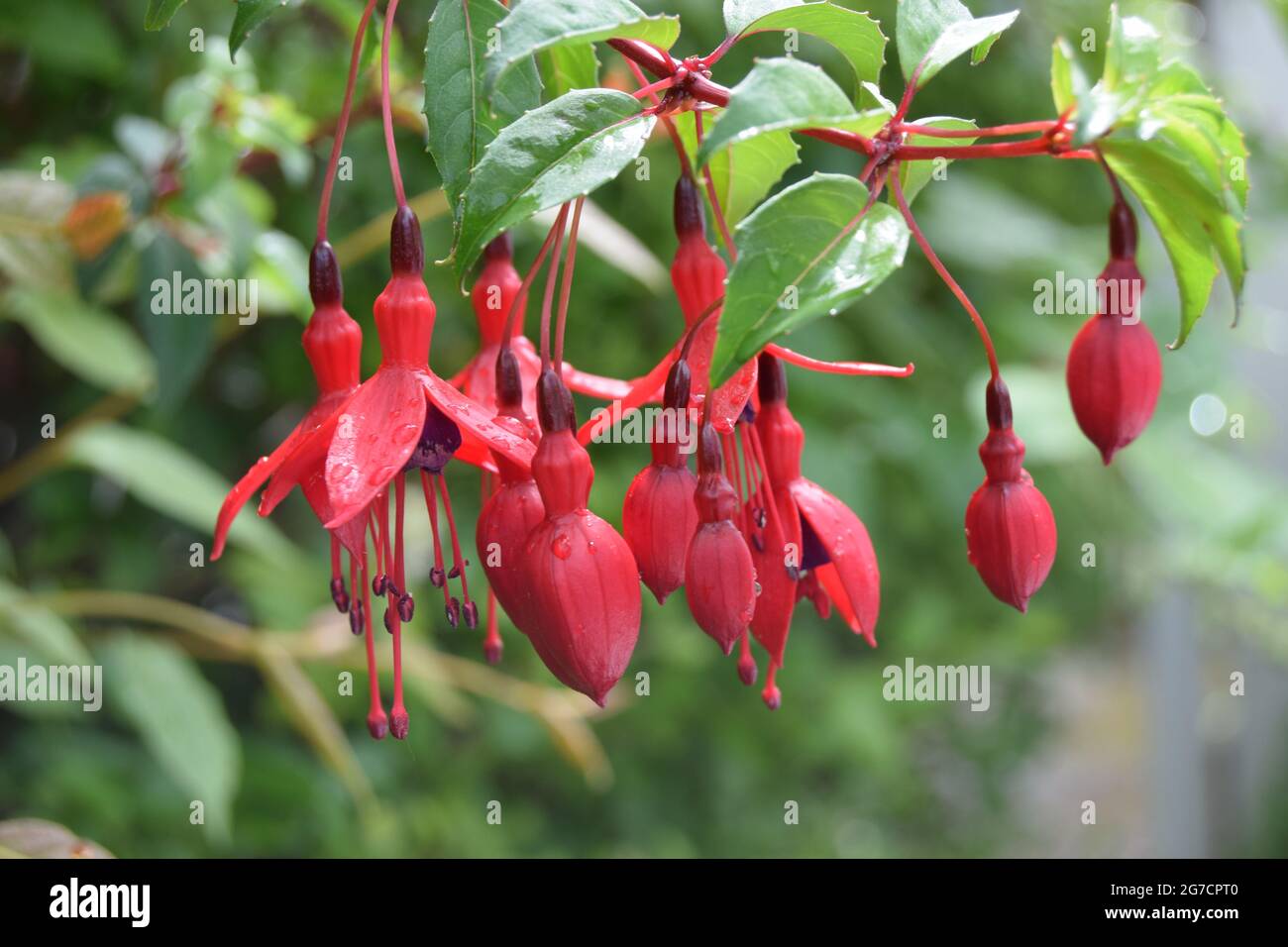 Fuchsia with leaves hi-res stock photography and images - Alamy