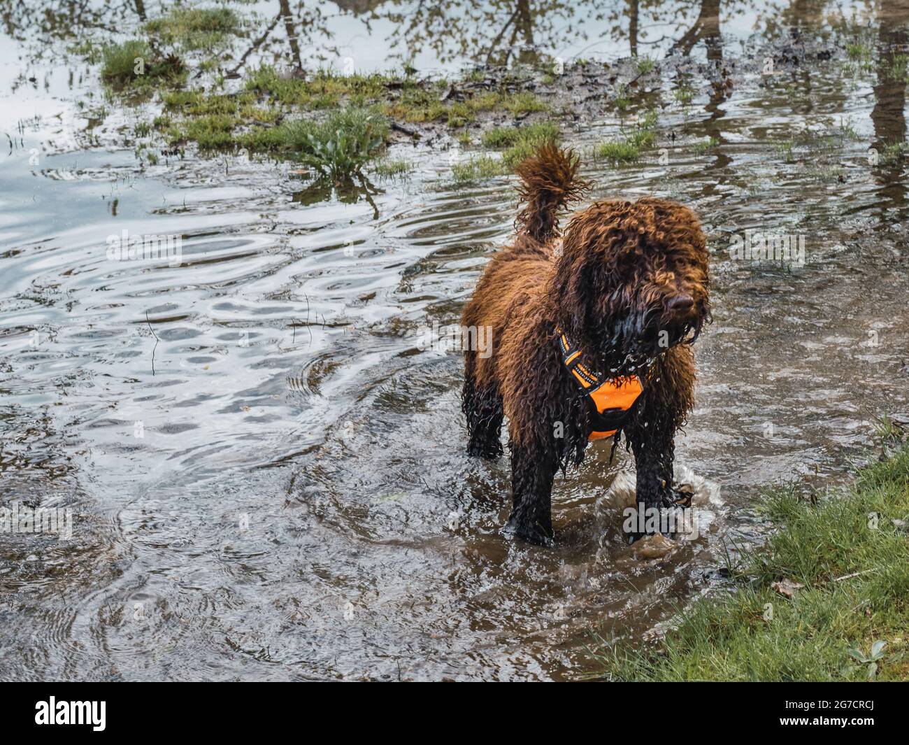 Woolly puppie standing on point in lagoon. Brown puppy with harness ...