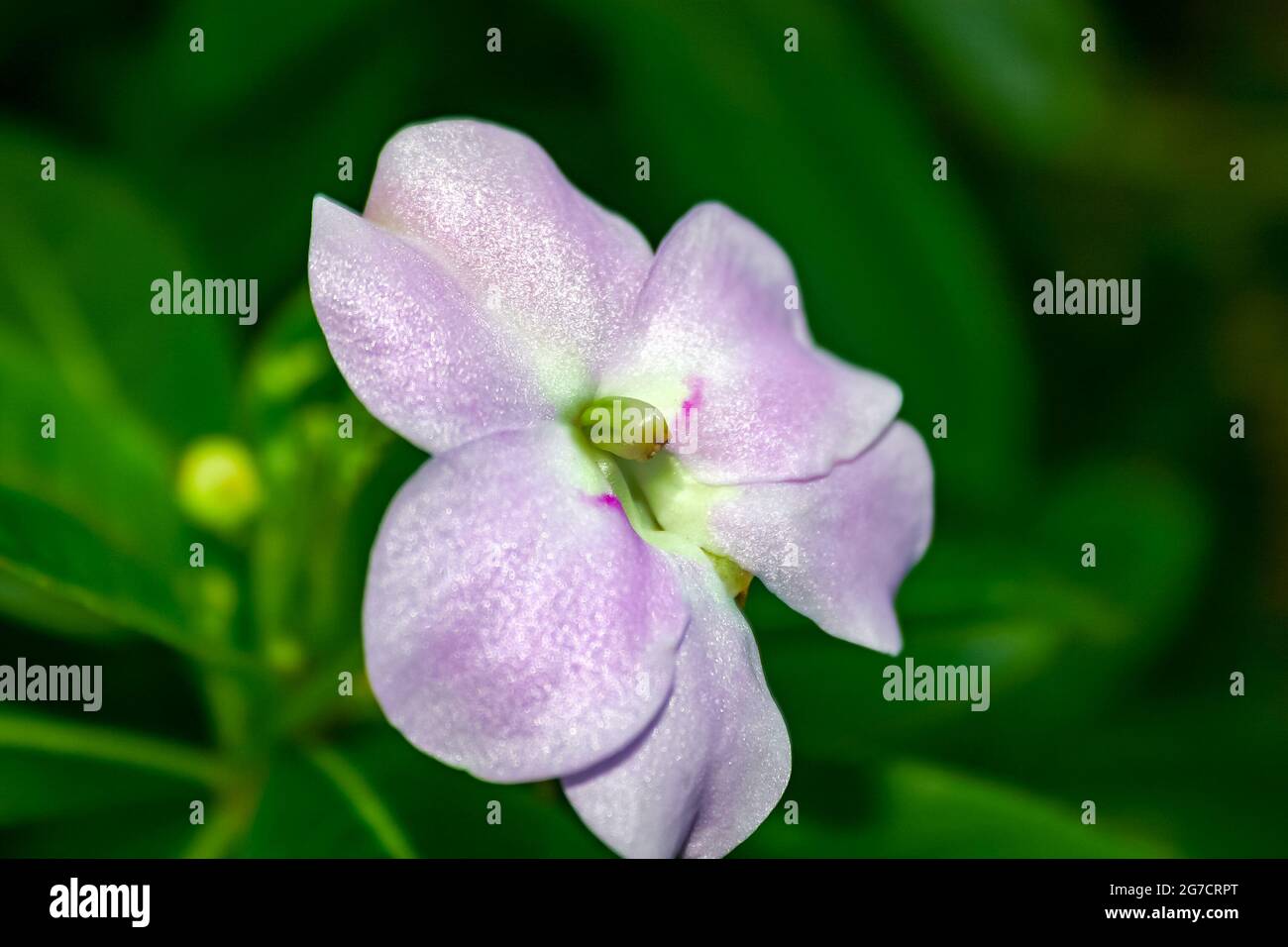 Sparkly flower hi-res stock photography and images - Alamy