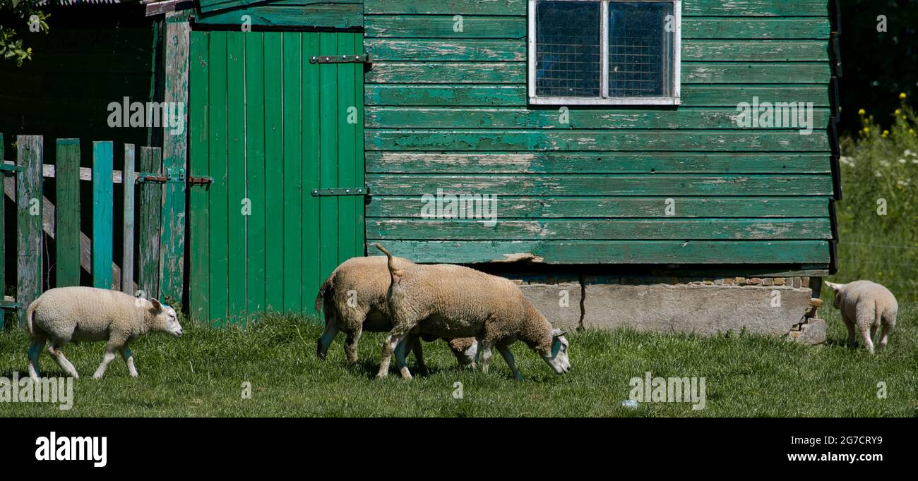 Lamb house garden hi-res stock photography and images - Alamy