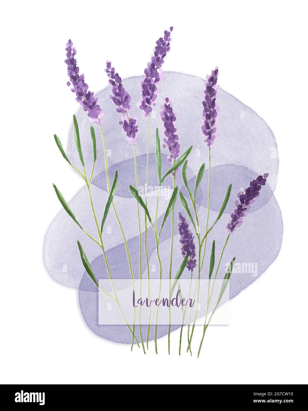 Hand drawn lavender hi-res stock photography and images - Alamy