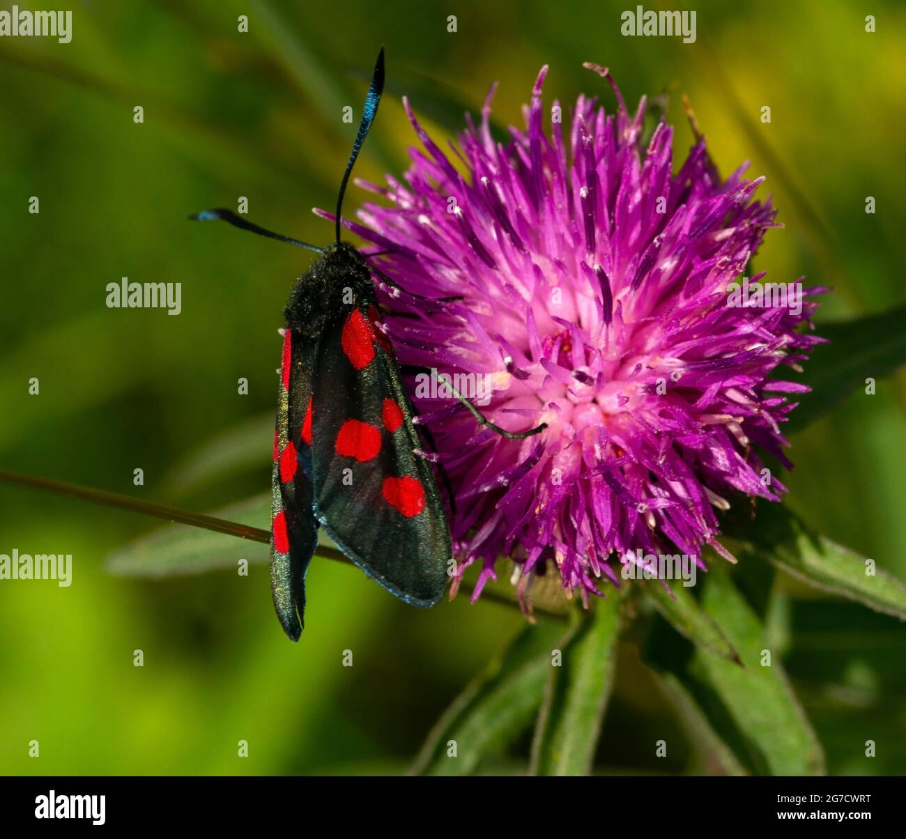 Six-spot Burnet Moths emerge from their chrysalis cases in summer after ...