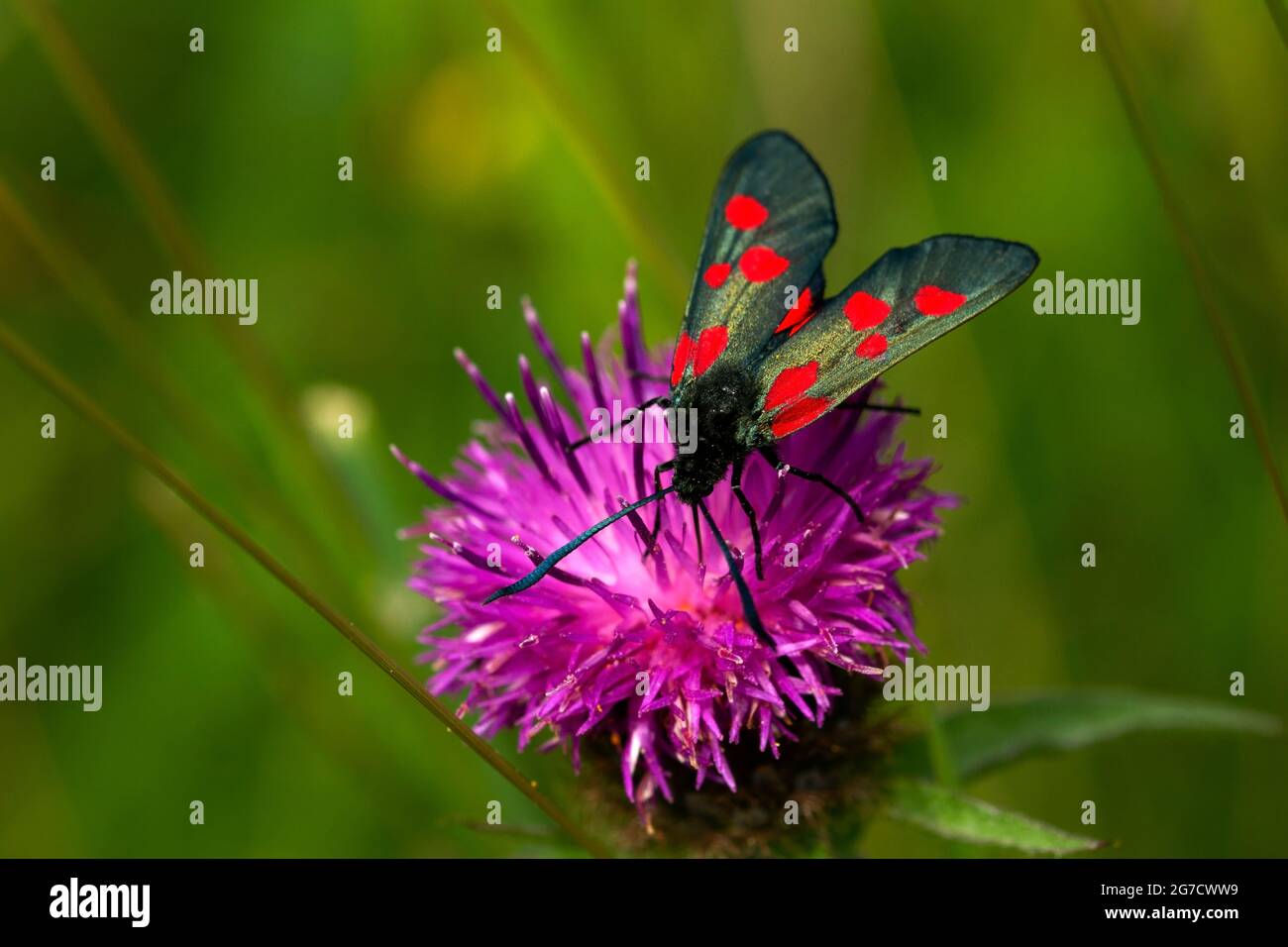 Six-spot Burnet Moths emerge from their chrysalis cases in summer after ...