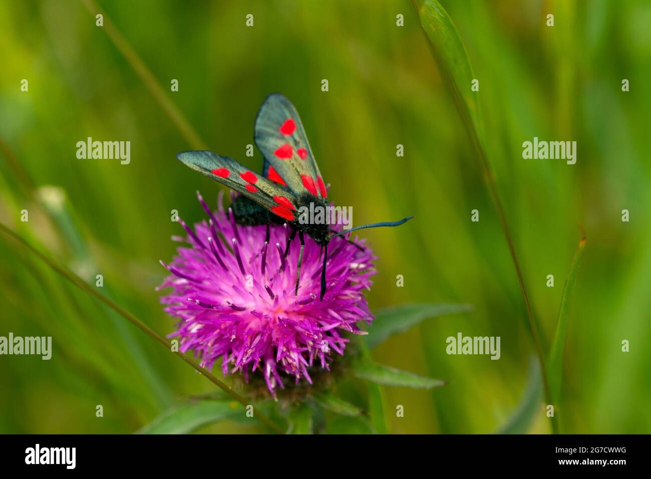 Six-spot Burnet Moths emerge from their chrysalis cases in summer after ...