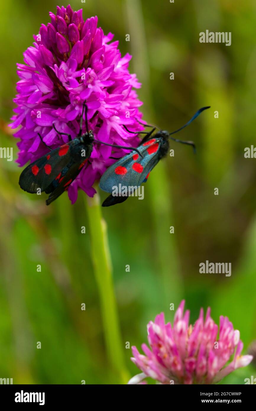 Six-spot Burnet Moths emerge from their chrysalis cases in summer after ...