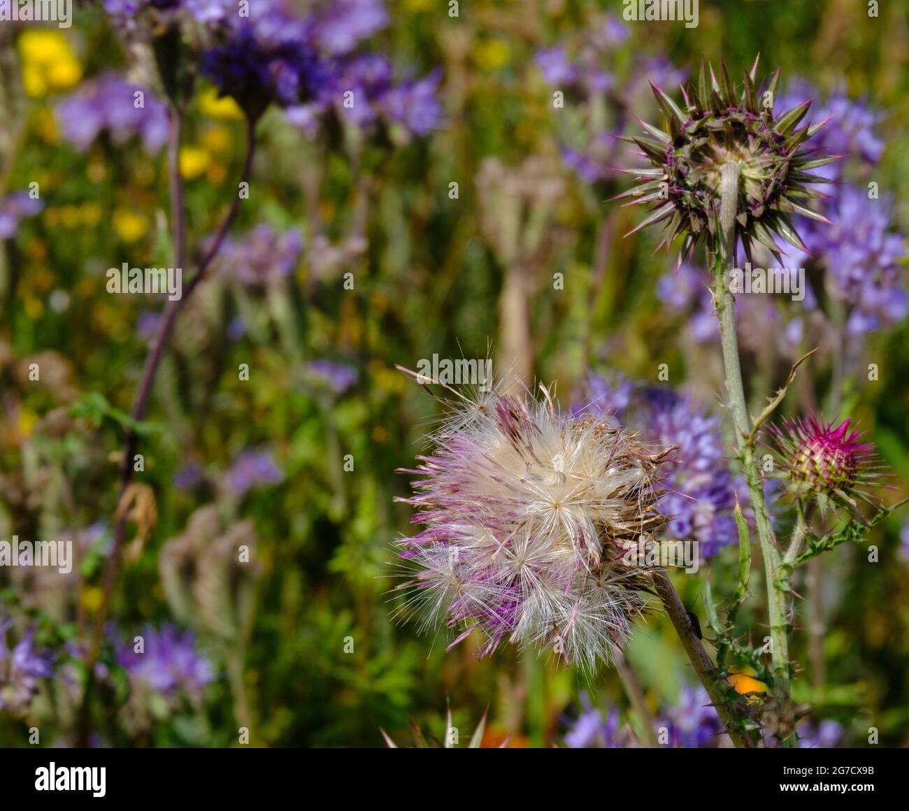 Close up of thistle hi-res stock photography and images - Alamy