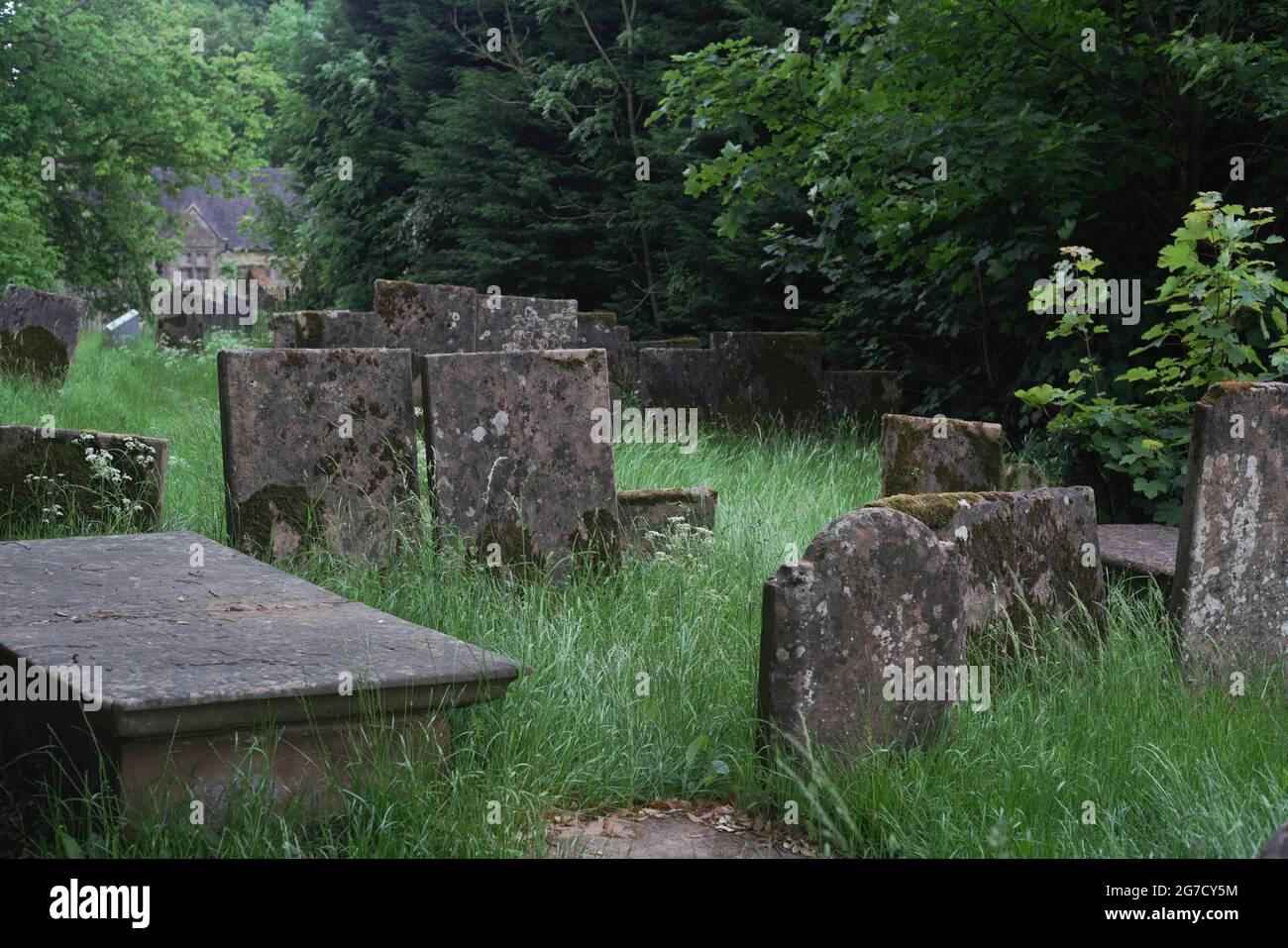 Closeup of an ancient graveyard covered with grass and trees around ...