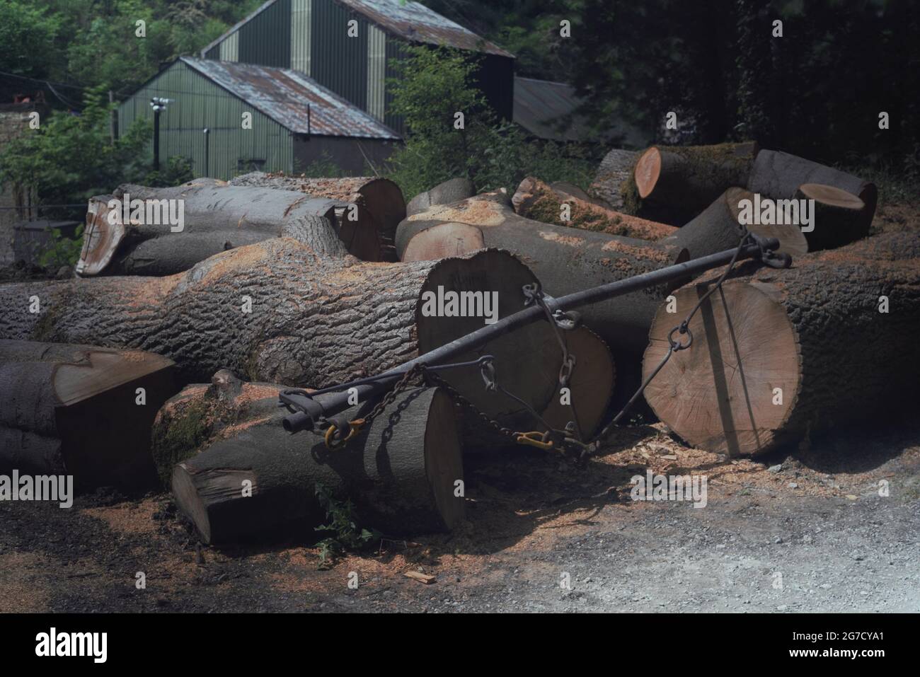 Bunch of massive cut wood in the yard Stock Photo - Alamy