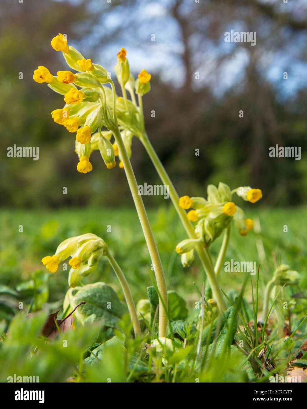 English cowslip hi-res stock photography and images - Alamy