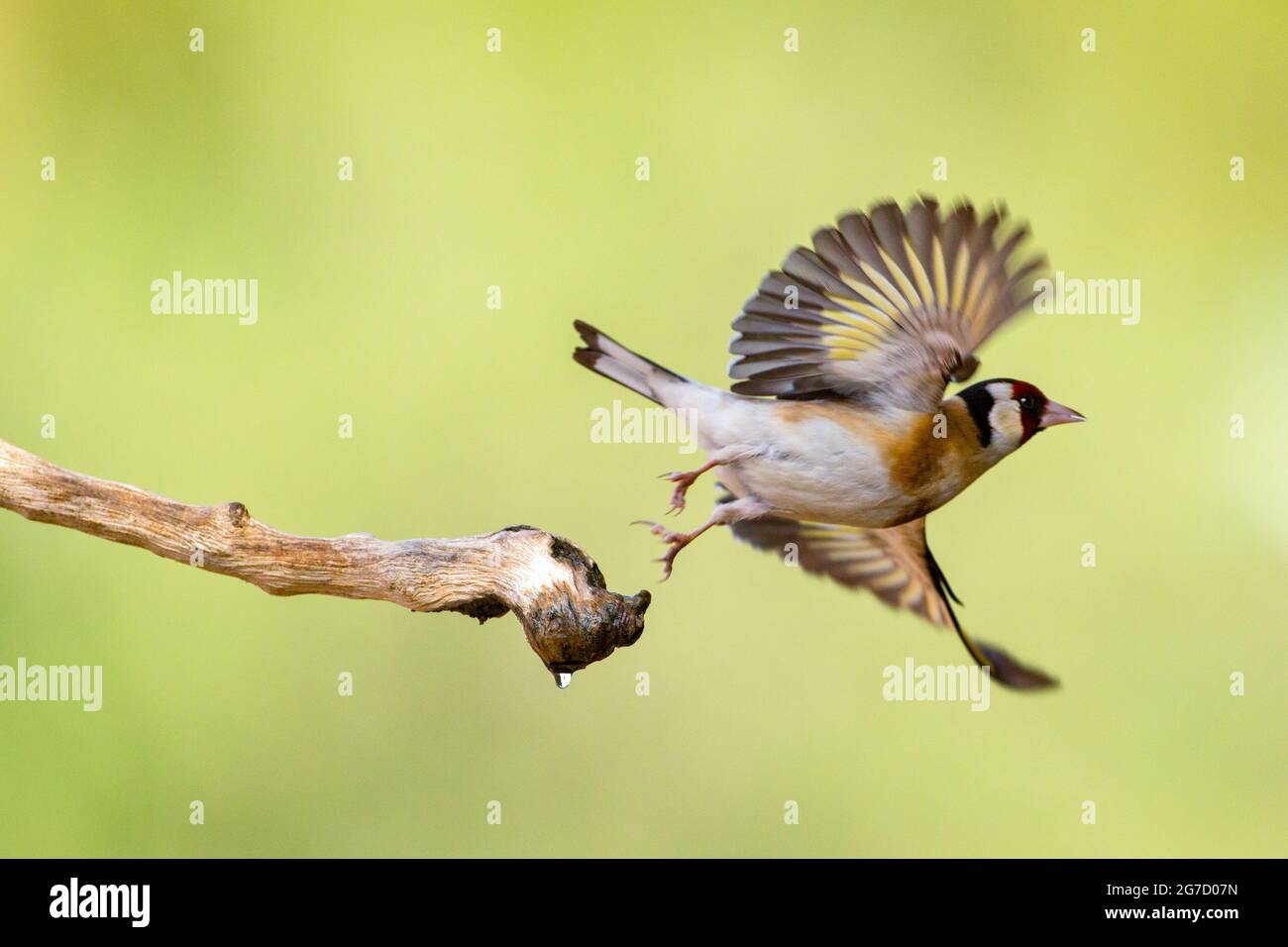 Gold finch flying hi-res stock photography and images - Alamy