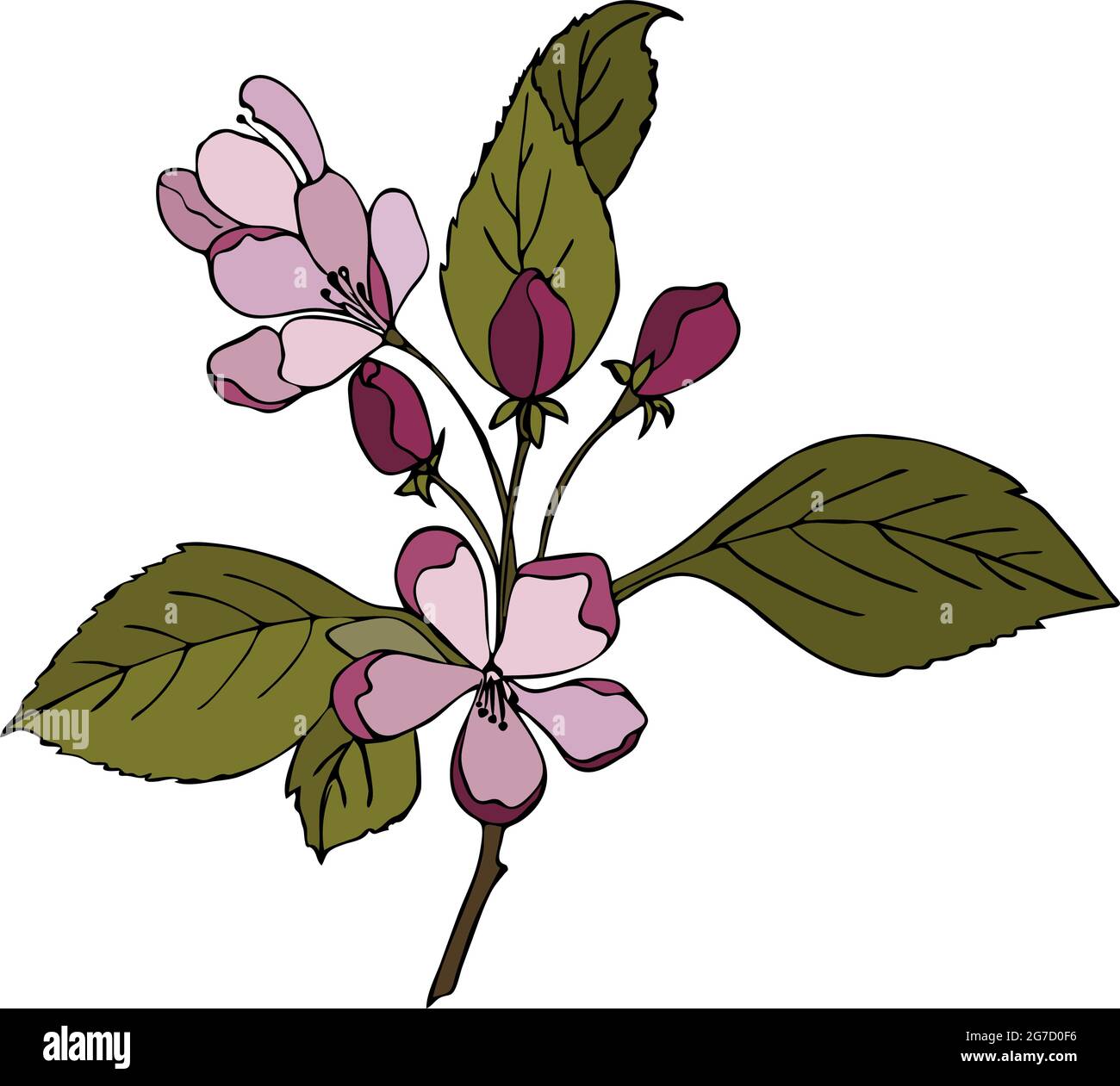 Sakura flowers buds leaves Stock Vector Images - Alamy