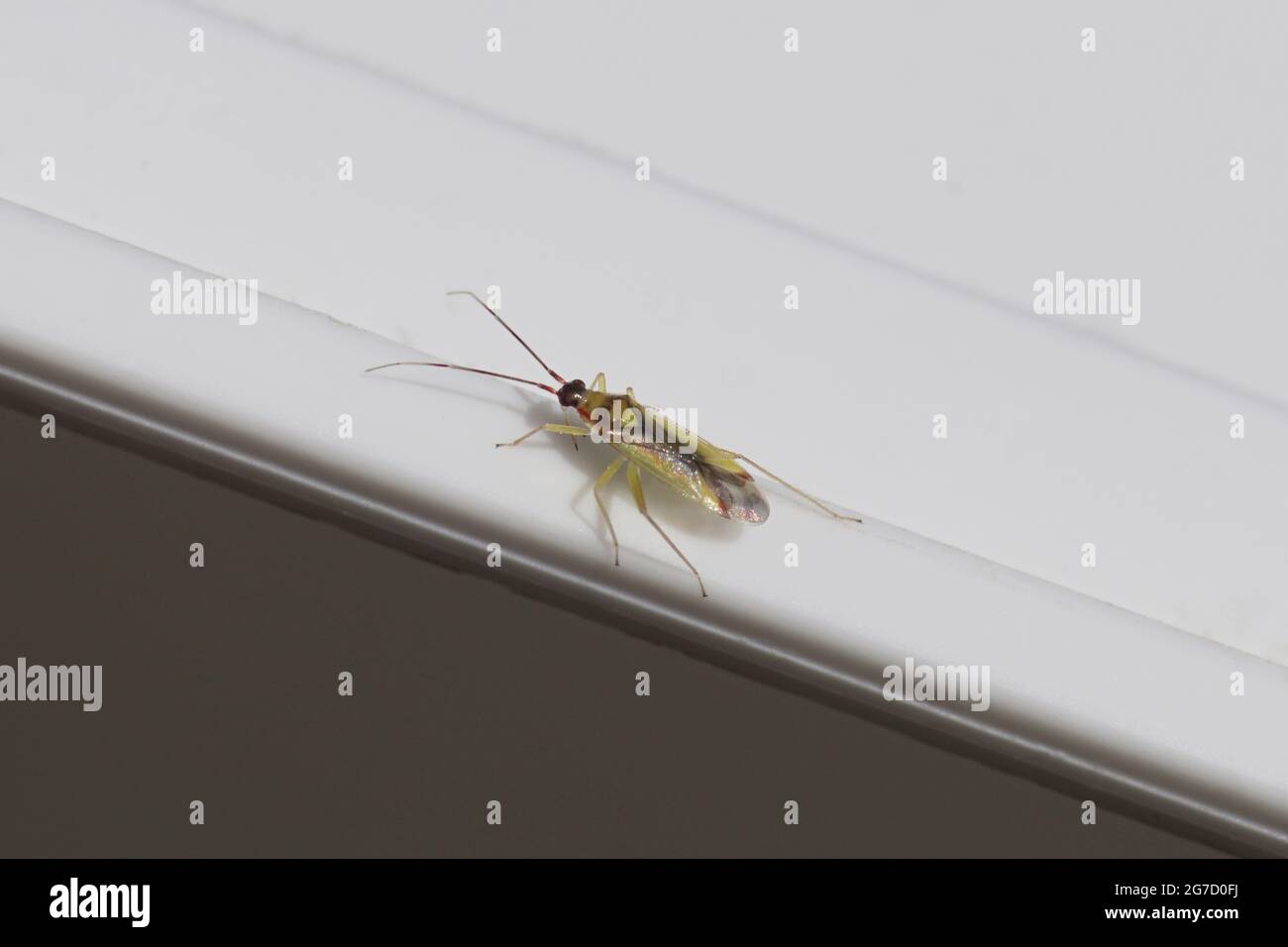 Predatory bug hi-res stock photography and images - Alamy