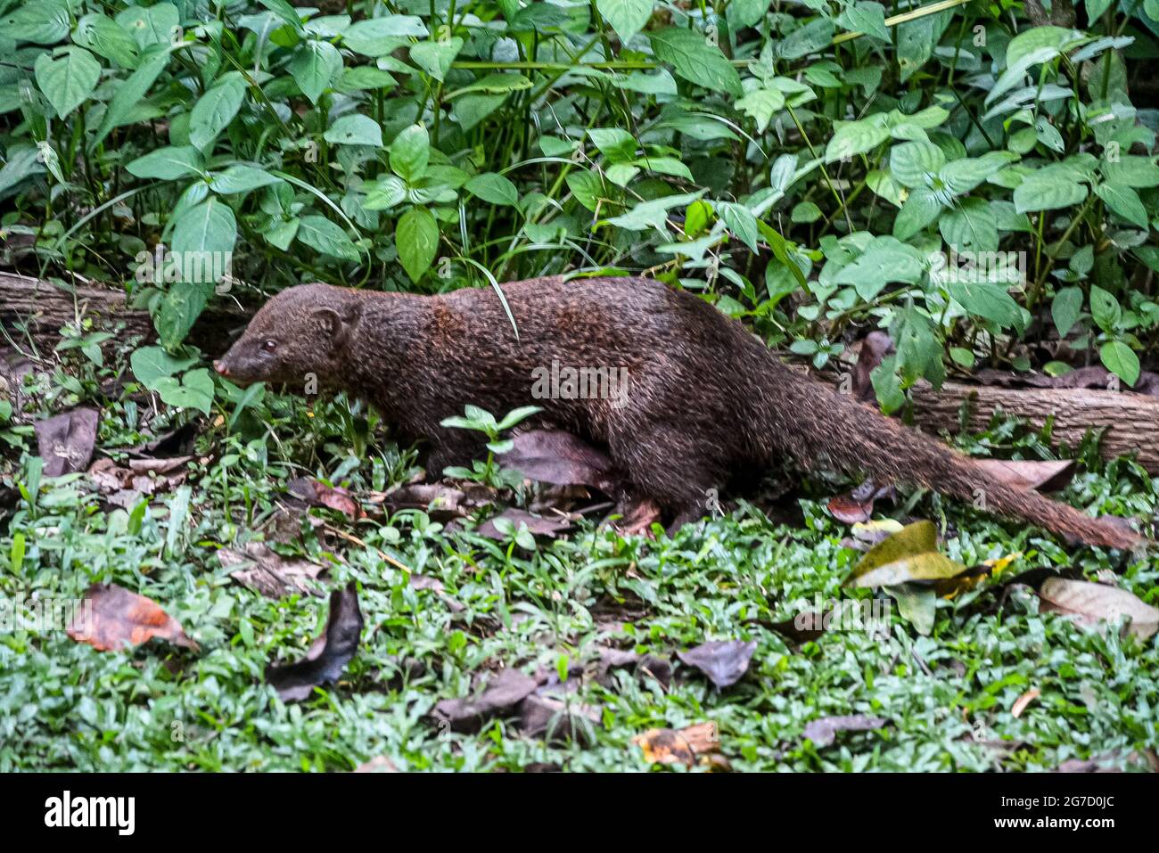 Land monitor lizard varanus bengalensis Sri Lanka Stock Photo - Alamy