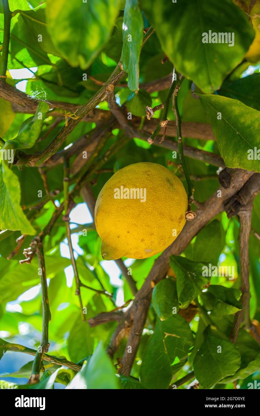 Beautiful close-up photo of a lemon on tree in Soller, Mallorca, Spain ...