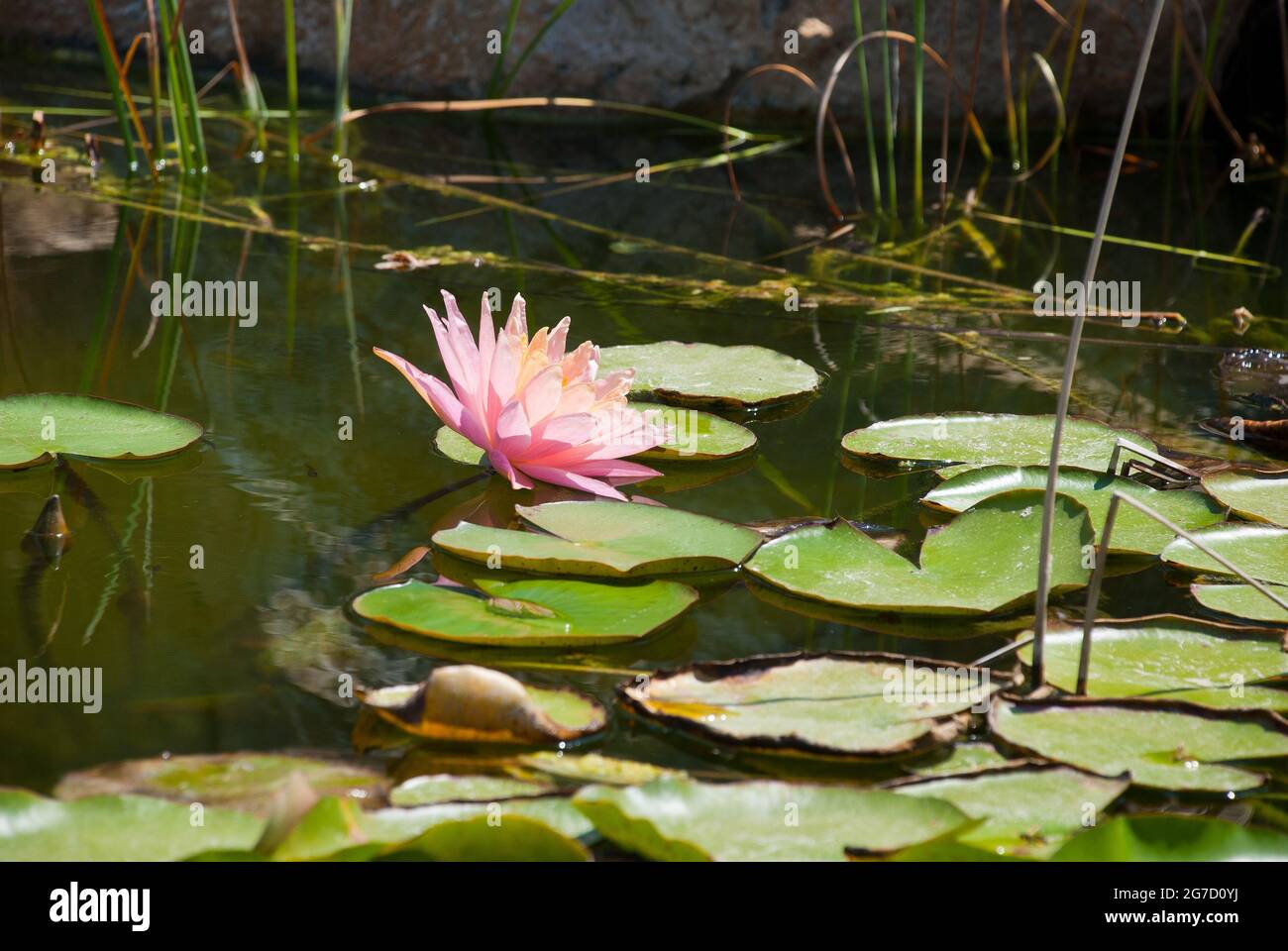 Frogs floating on water hi-res stock photography and images - Alamy