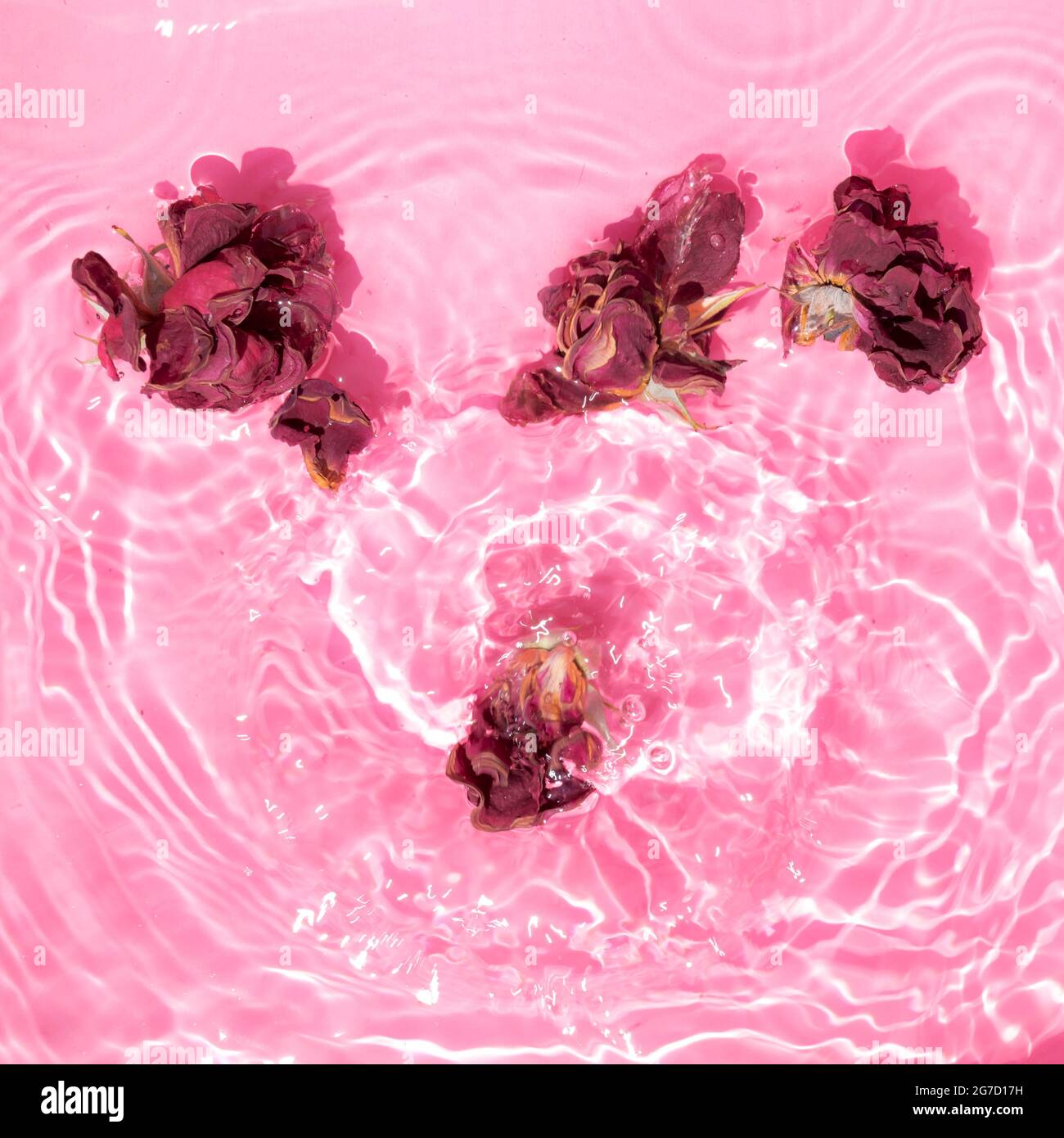 Beautiful rosebuds splash in water on pastel pink background. Under ...