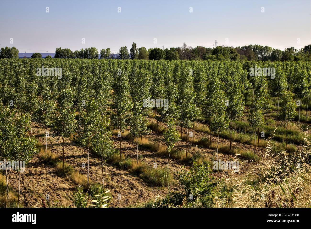 Birch tree from above hi-res stock photography and images - Alamy