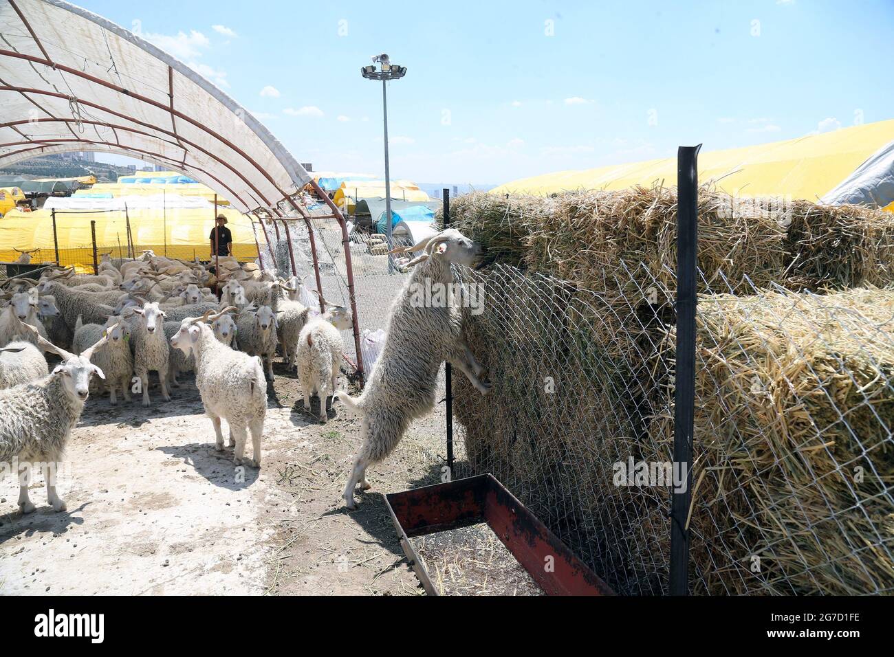 Ankara, Turkey. 12th July, 2021. Sheep are seen at a livestock market ...