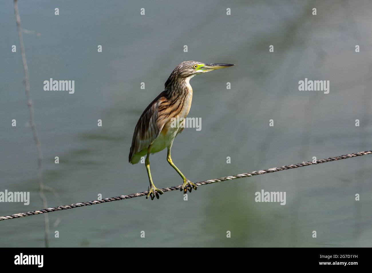 Frogs and insects hi-res stock photography and images - Alamy