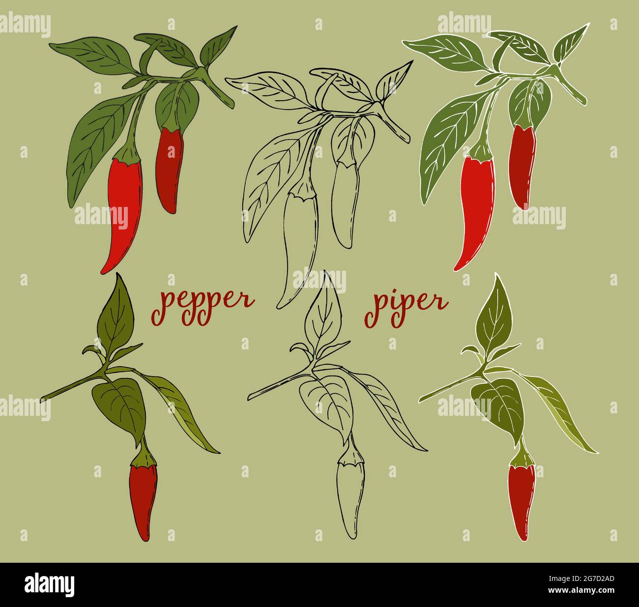 Red pepper on branch Stock Vector Images - Alamy