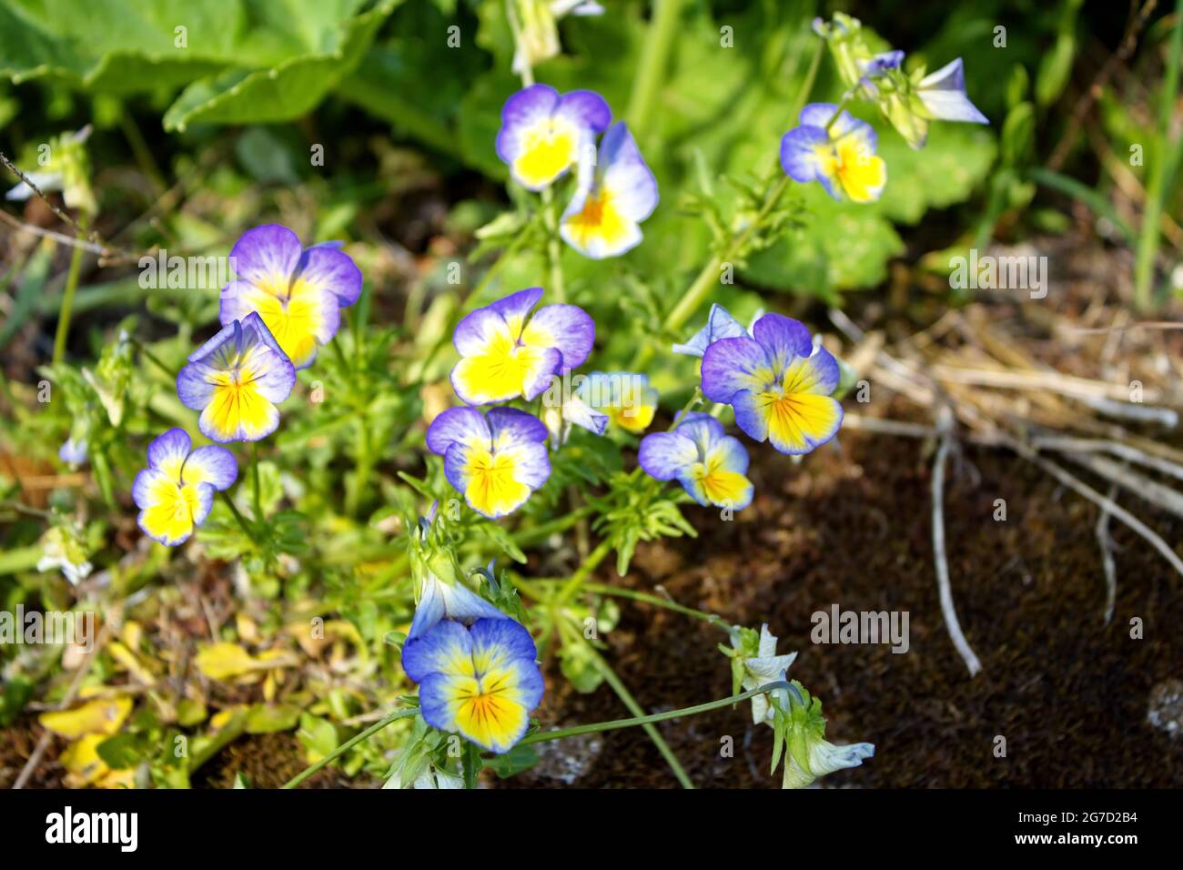 Closeup shot of blooming wild pansy flowers Stock Photo - Alamy