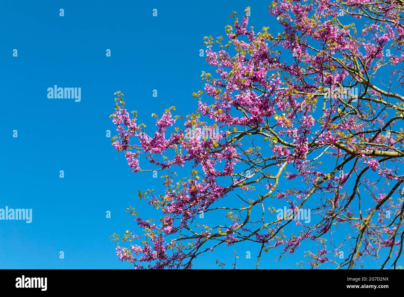 Pink cherry blossom branches against a blue sky in spring, London, UK ...