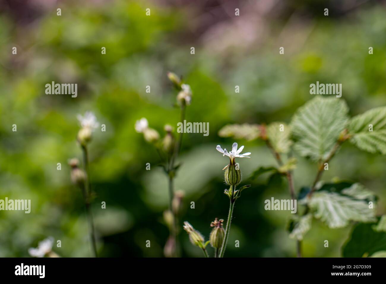 Silene latifolia leaf hi-res stock photography and images - Alamy
