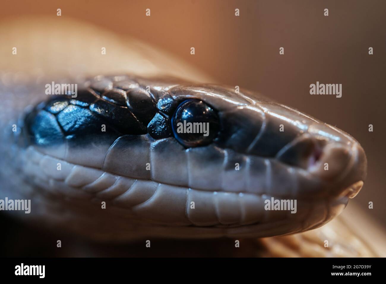 Snake eye close-up, macro photo of python snake at the zoo terrarium ...
