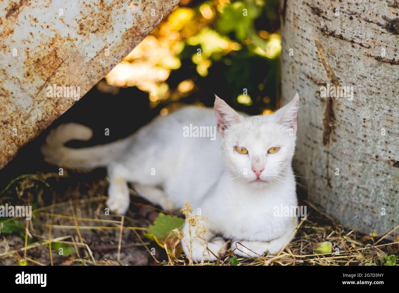 The white cat lies in the shade next to two stumps resting and enjoying ...