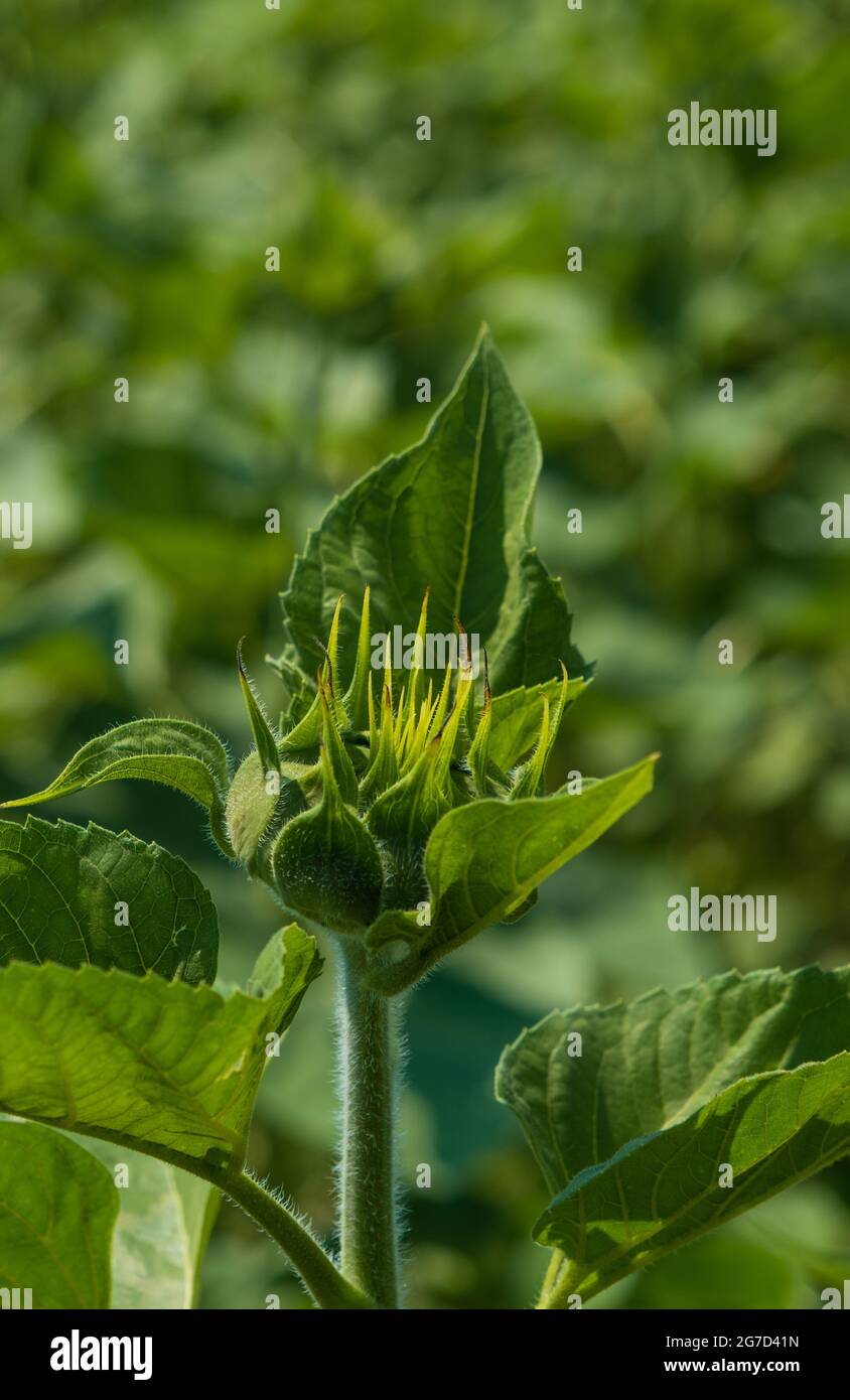 Sunflowers field with unblown flowers Stock Photo - Alamy