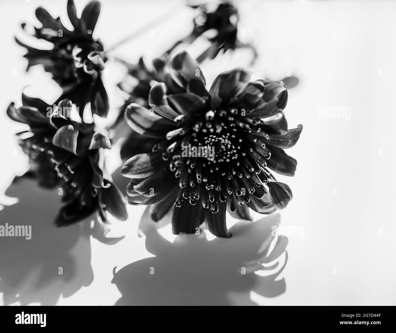 Grayscale closeup shot of blooming flowers in a vase Stock Photo - Alamy