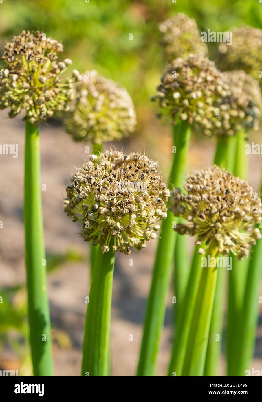 Inflorescence of allium with black seeds Stock Photo - Alamy