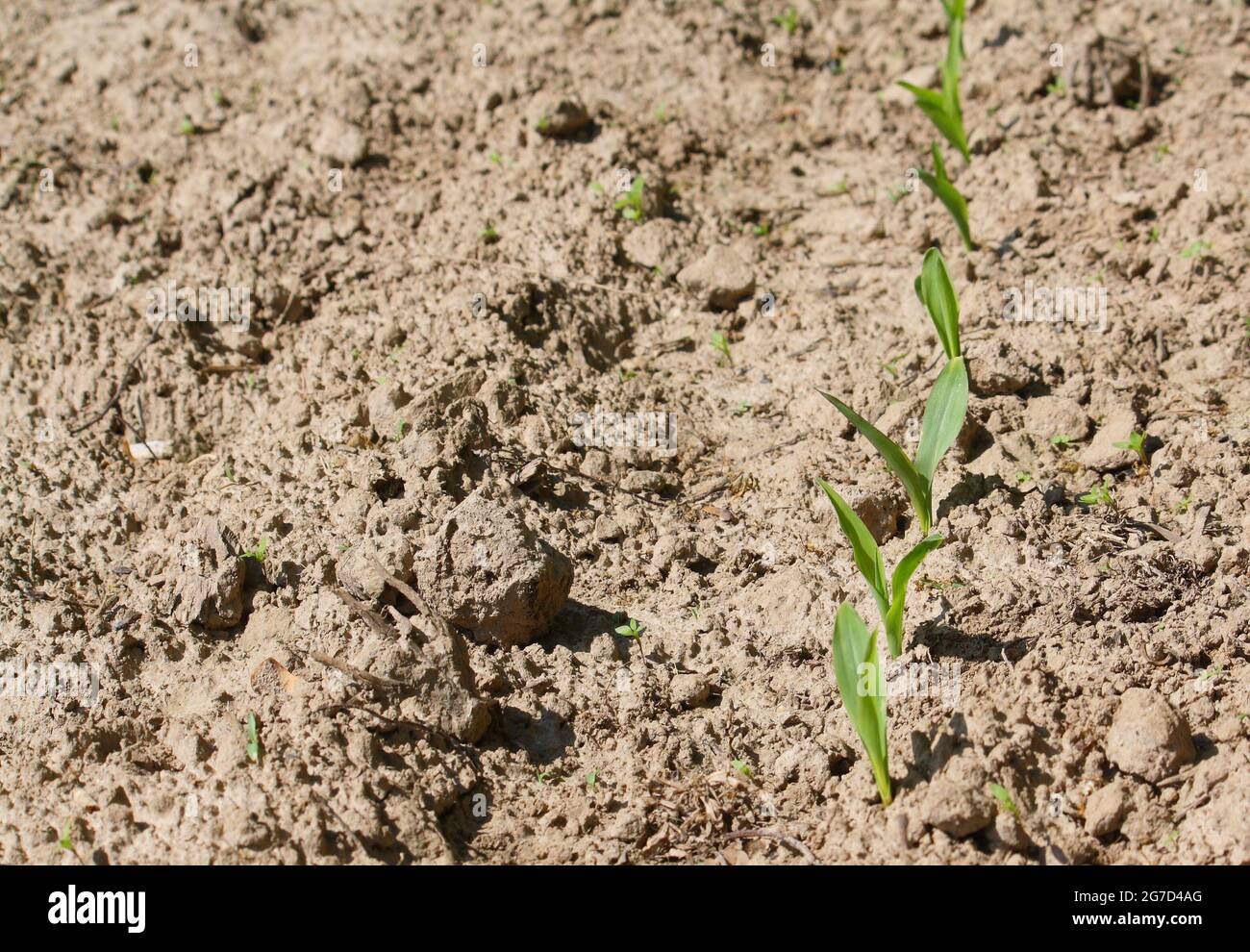 A farmer's new crop starting to grow in rows in the soil of a field ...