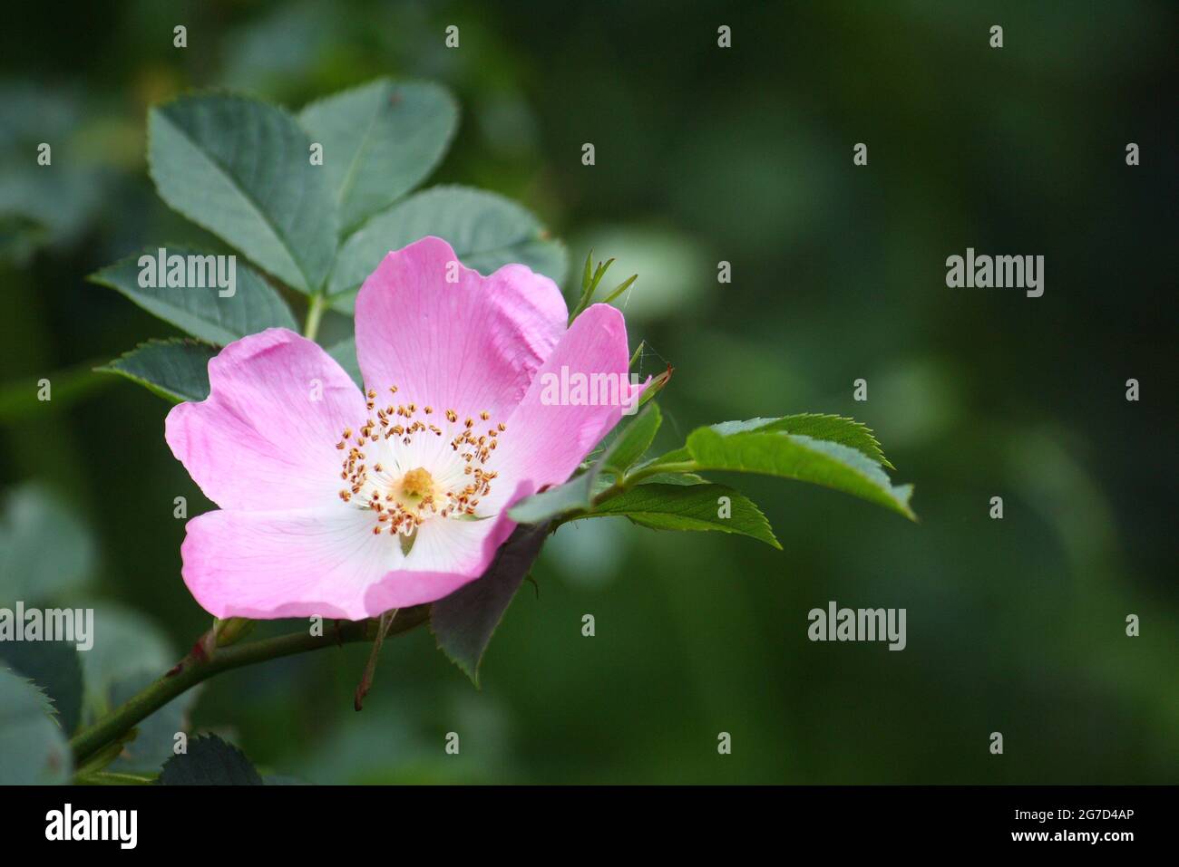 Close-up of a Common Briar flower in bloom (Rosa canina, also known as ...