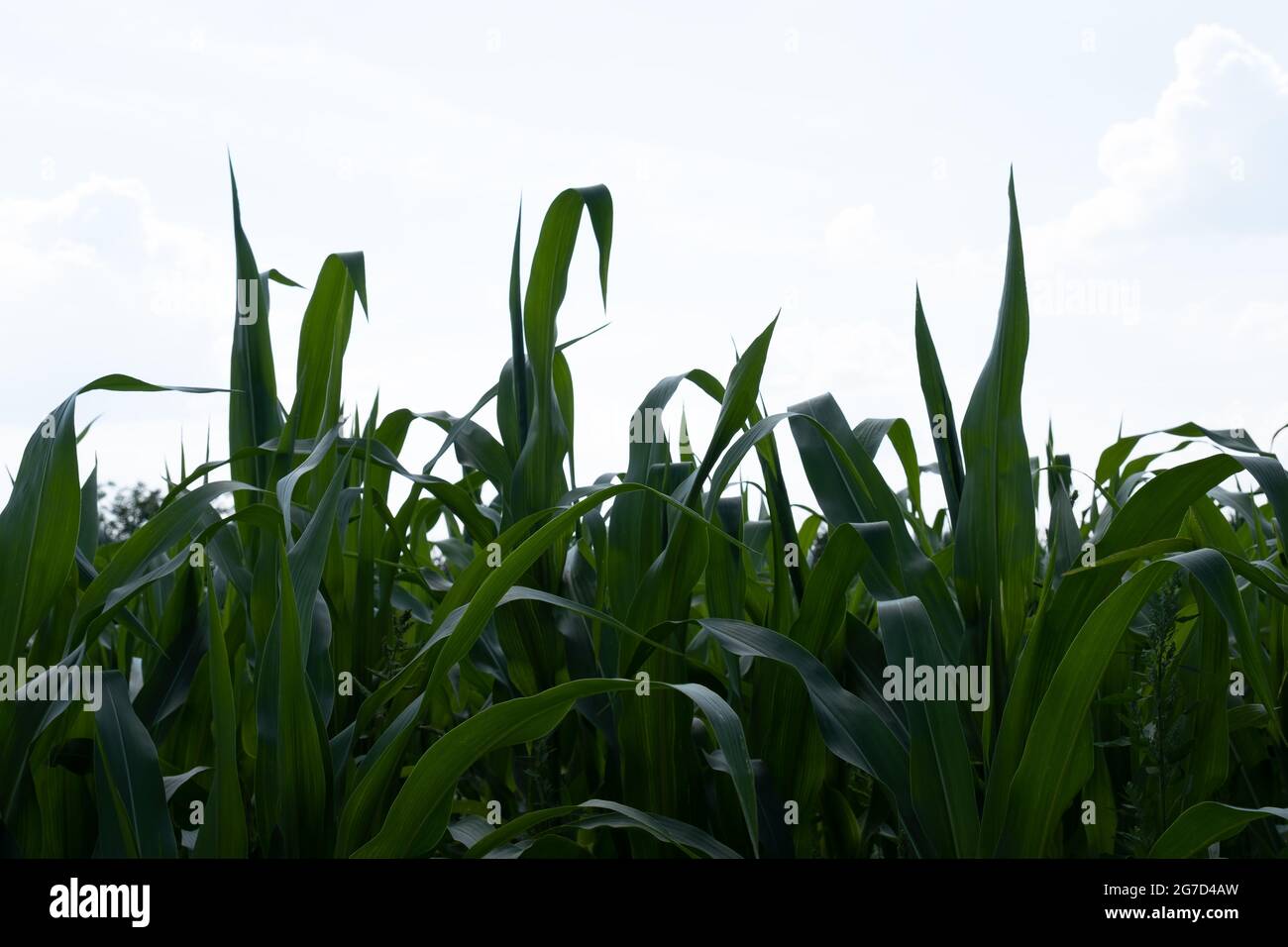 Young corn leaves hi-res stock photography and images - Alamy