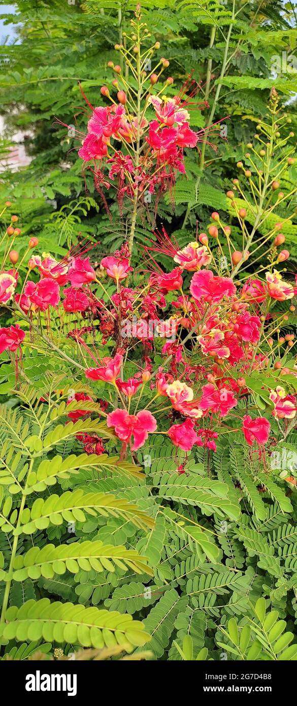 Closeup shot of blooming Caesalpinia flowers Stock Photo - Alamy