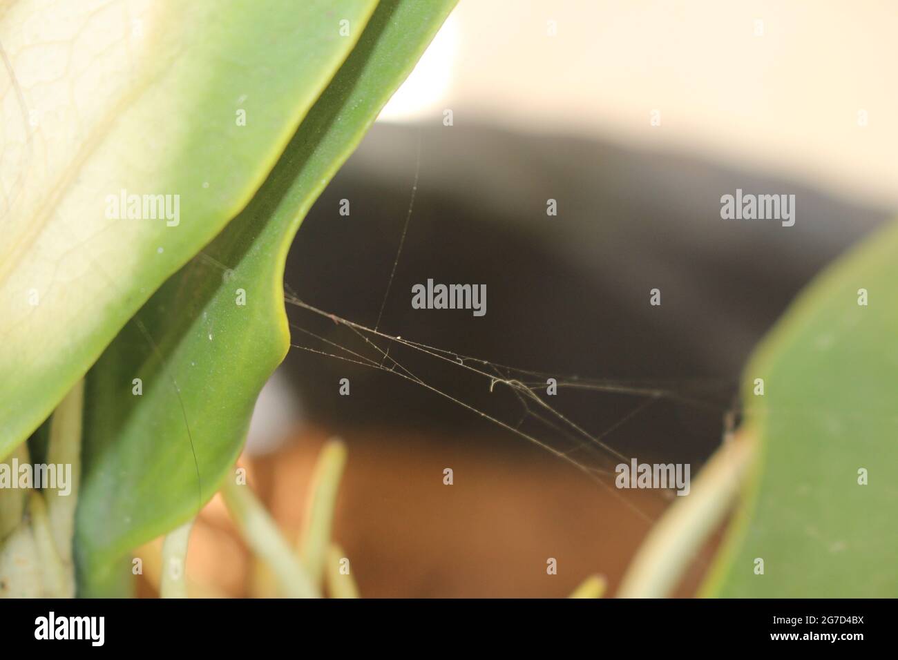 Close-up photo of a web between two flower petals Stock Photo - Alamy