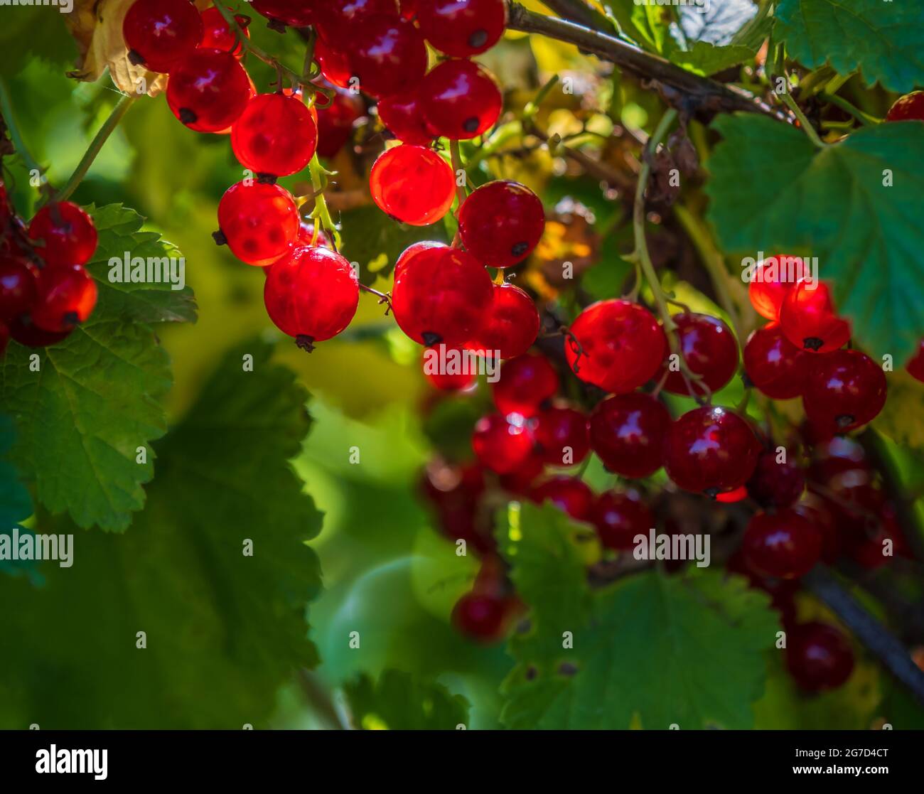 Branch of ripe red currant in a garden, green background, summer time ...