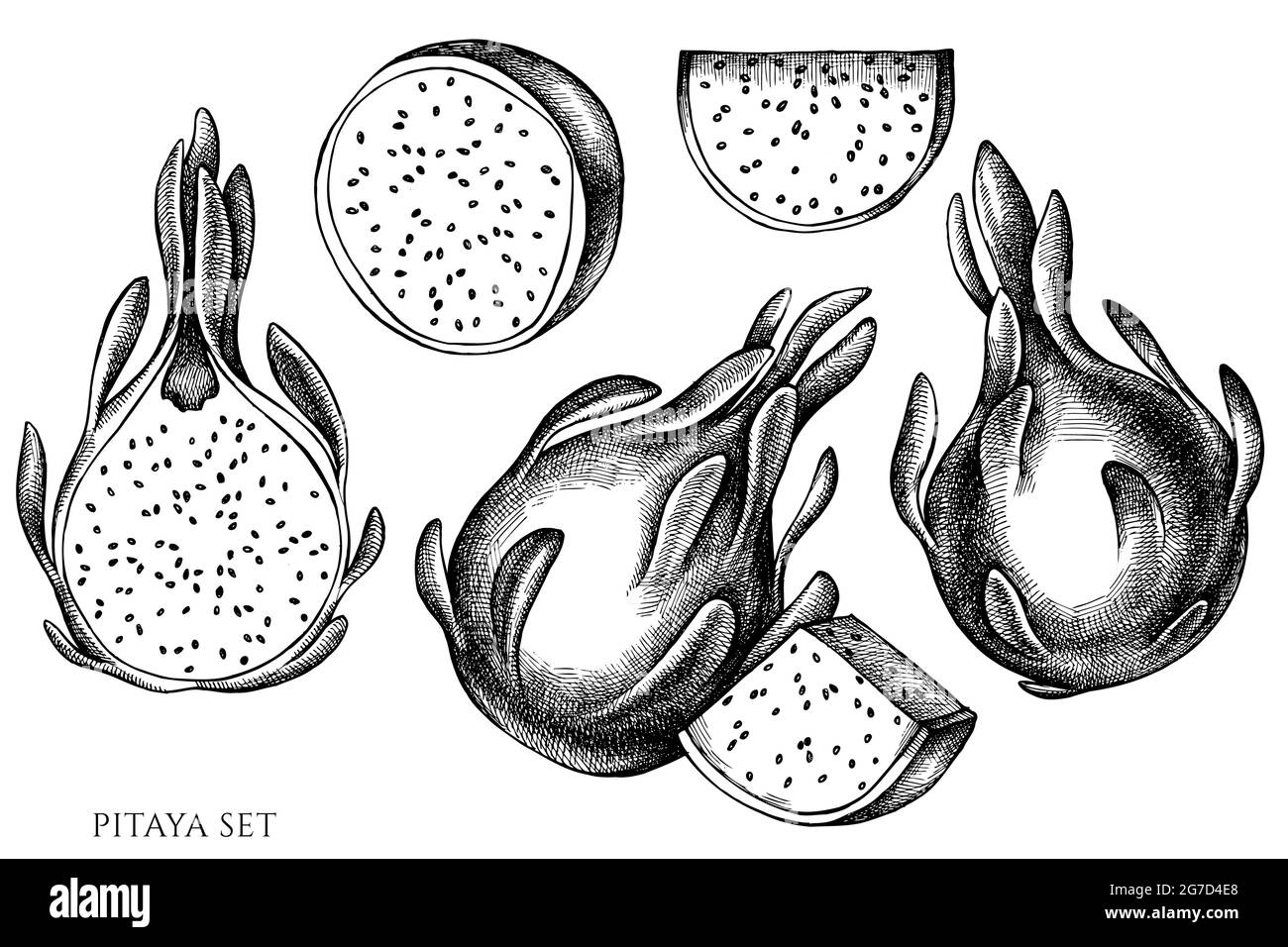 Vector set of hand drawn black and white pitaya Stock Vector Image ...